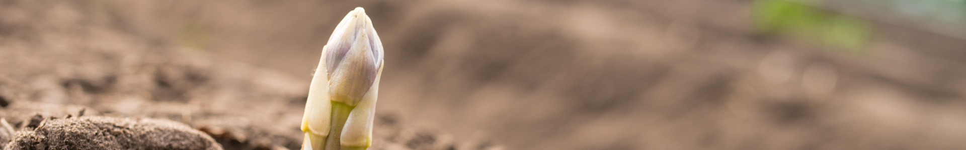 Gouges et couteaux à asperges | Agrivaloire